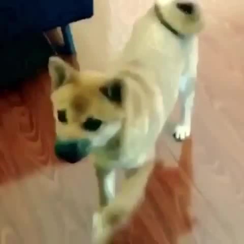 Dancing Doge - Coub