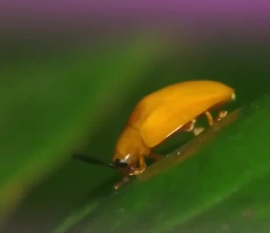 Dancing bug HD - Coub