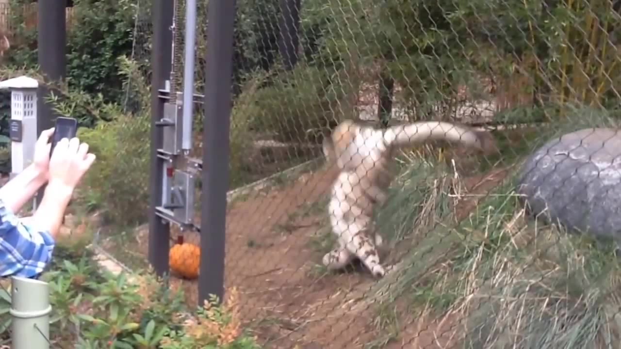 Snow Leopard freestyler - Coub