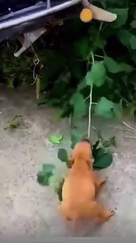 Crazy...dog?! - Coub