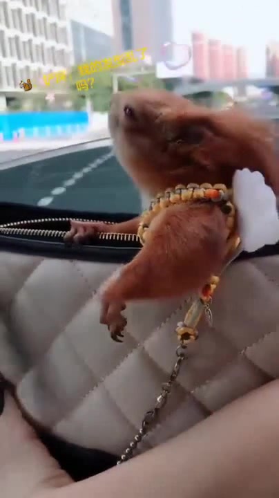 happy squirrel - Coub