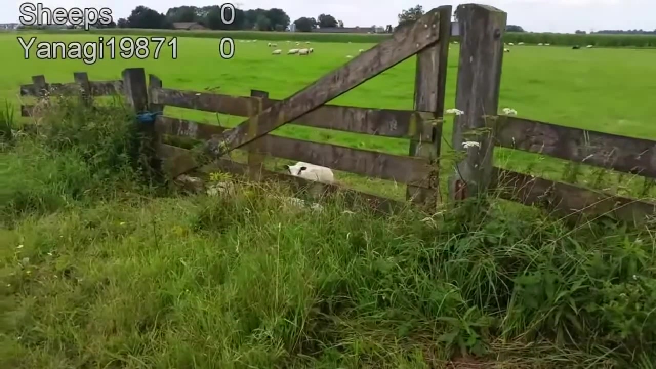 Yanagi19871 vs Sheeps - Coub