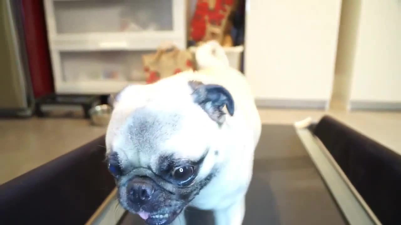 Little joy dog - Coub