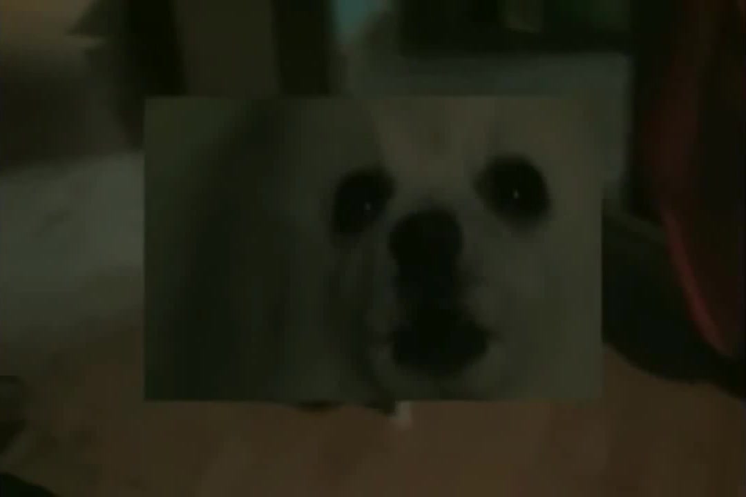 doggo 3 - Coub - The Biggest Video Meme Platform