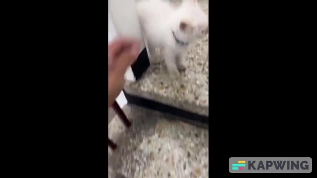 white vs black kitten - Coub