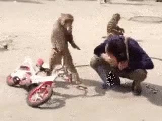 monkey gop stop - Coub