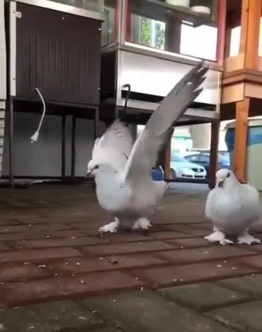 Pigeon Freestyler - Coub