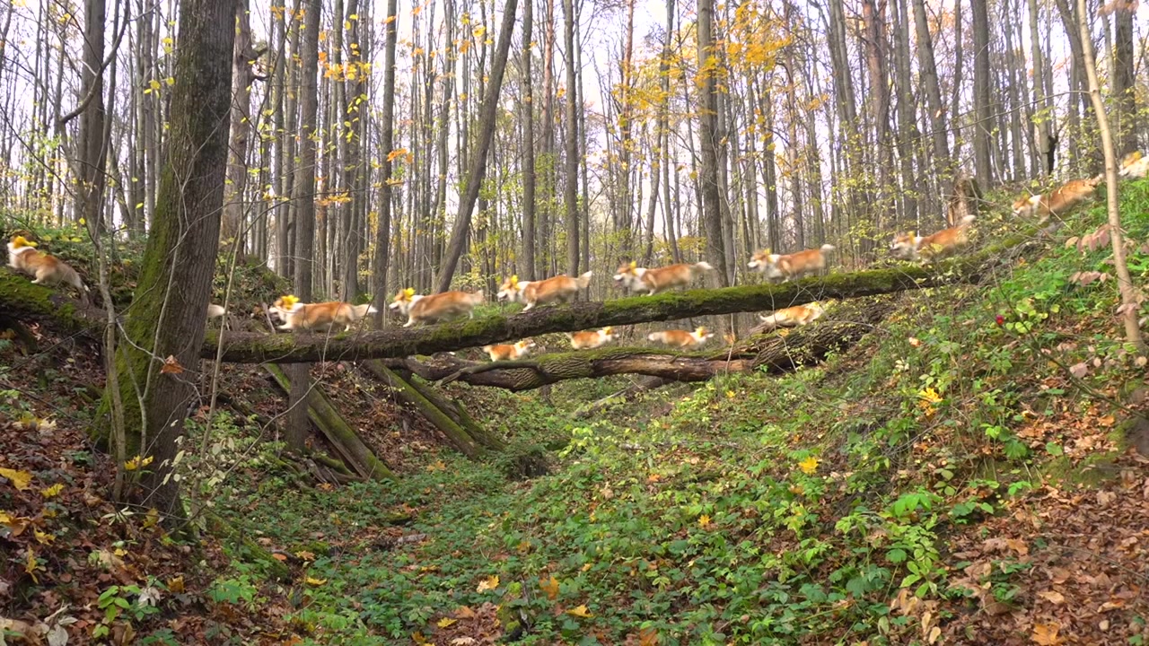 Infinity Corgi Train | Perfect CCorgi Loop - Coub