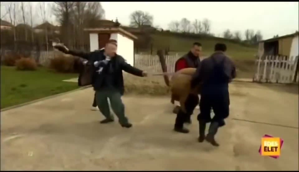 Gáspár Zsolti Mangalica Fesztivál - Coub - The Biggest Video Meme Platform