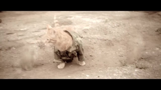 Medal of Honor Cat - Coub