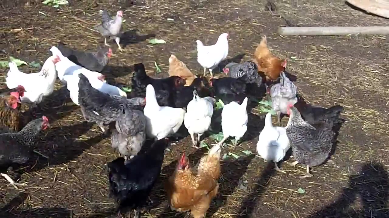 chicken feeding techno - Coub