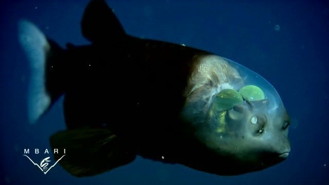 Macropinna microstoma: A deep-sea fish with a transparent head and ...