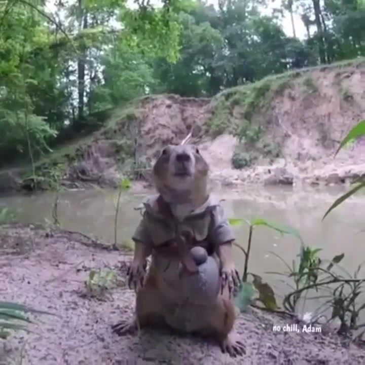 You don't want any problems with this Prairie Dog 😎🔥 - Coub