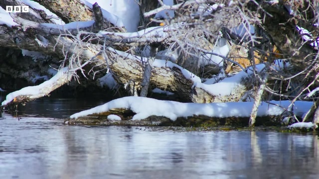 Bobcat Hunting in Winter - Coub
