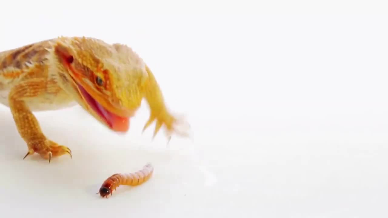 Yellow Lizard - Coub - The Biggest Video Meme Platform