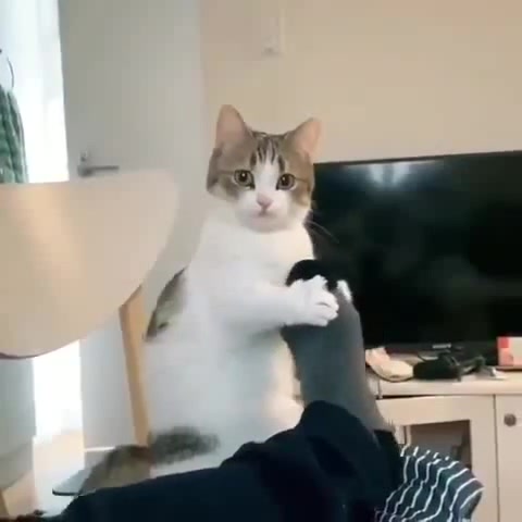 Regular Everyday Normal cat - Coub