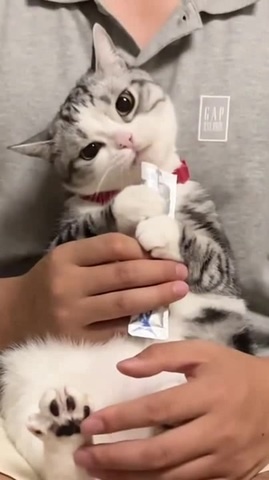 #cat #neko #nya #kawaii #mimimi #love - Coub