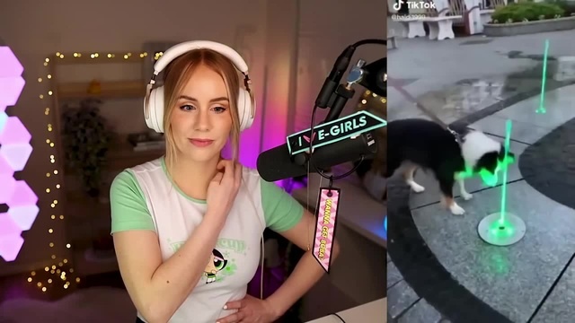 Dog Gets sprayed - Coub - The Biggest Video Meme Platform