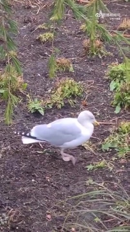 seagull dnb - Coub