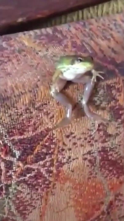 Frog sitting like a human compilation - Coub