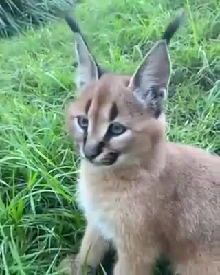 Caracal - Coub - The Biggest Video Meme Platform