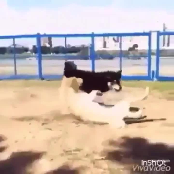 Dog Backflip - Coub