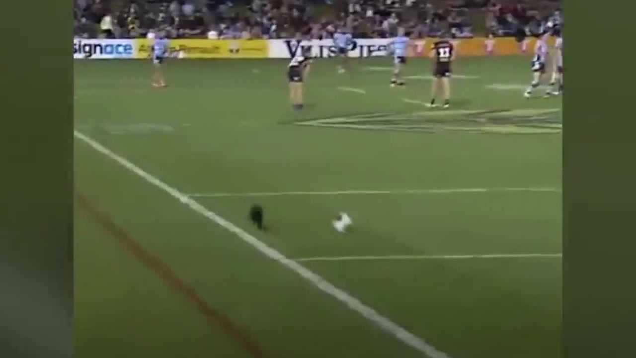 Cat football player - Coub - The Biggest Video Meme Platform