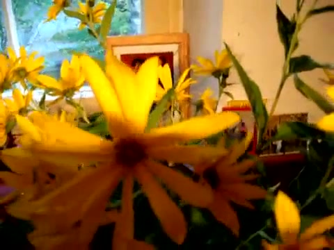 *Virágok, Flowers* - Coub - The Biggest Video Meme Platform