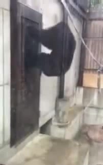 The monkey is furiously knocking at the door - Обезьяна неистово стучит ...