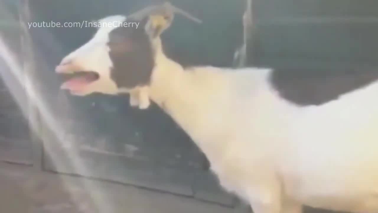 Rammstein - Sonne (Animal Cover) - Coub