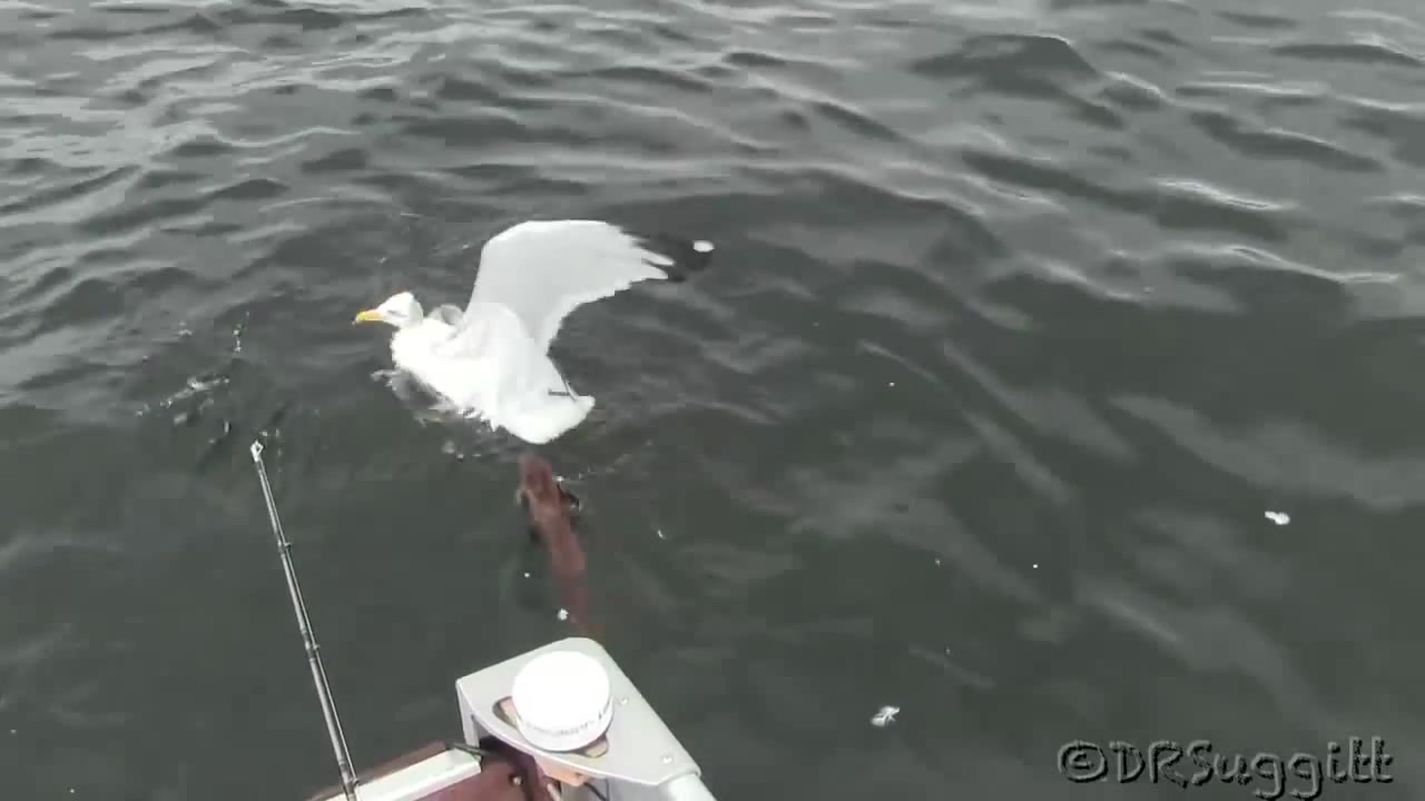 Weasel VS Seagull - Coub - The Biggest Video Meme Platform