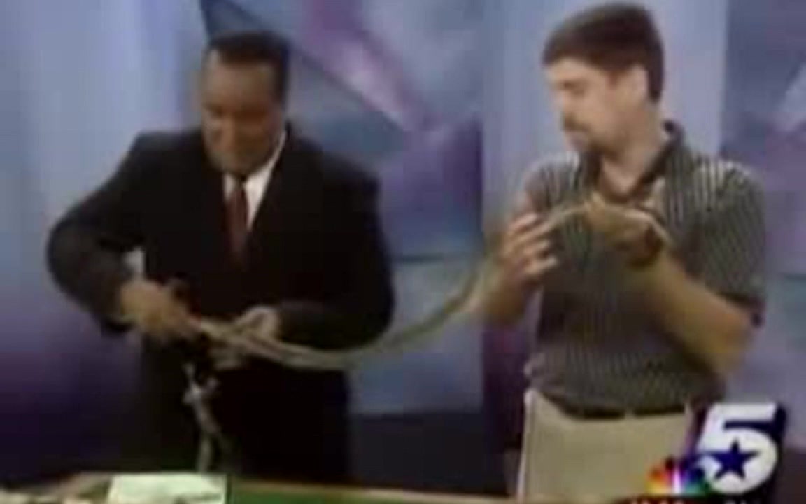 Newscaster meets a lizard - Coub