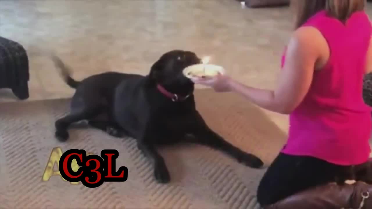 Thug Life Doggo - Coub