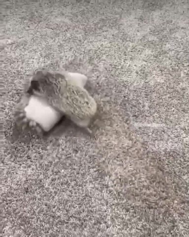 Die mother f*** die - Coub