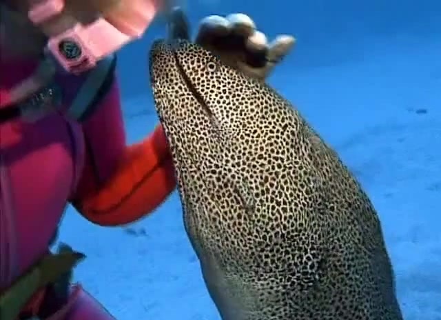 Tender fish (song: Alluniar - Flute) - Coub - The Biggest Video Meme Platform