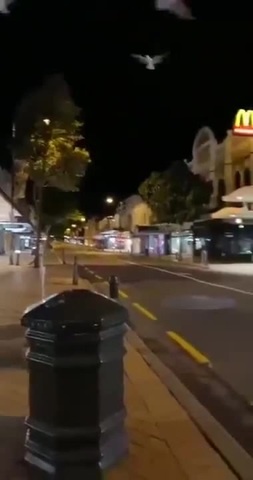 🕊️He's a seagull. 🕊️ - Coub