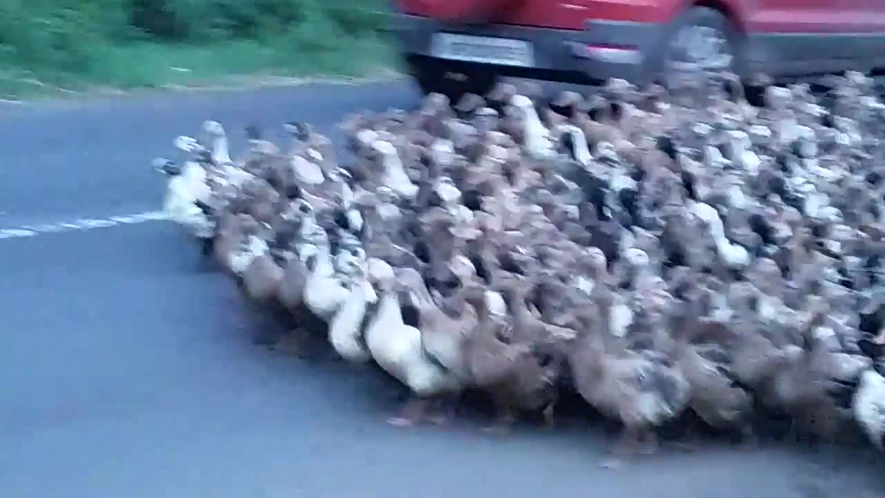 Oh my God so many ducks - Coub