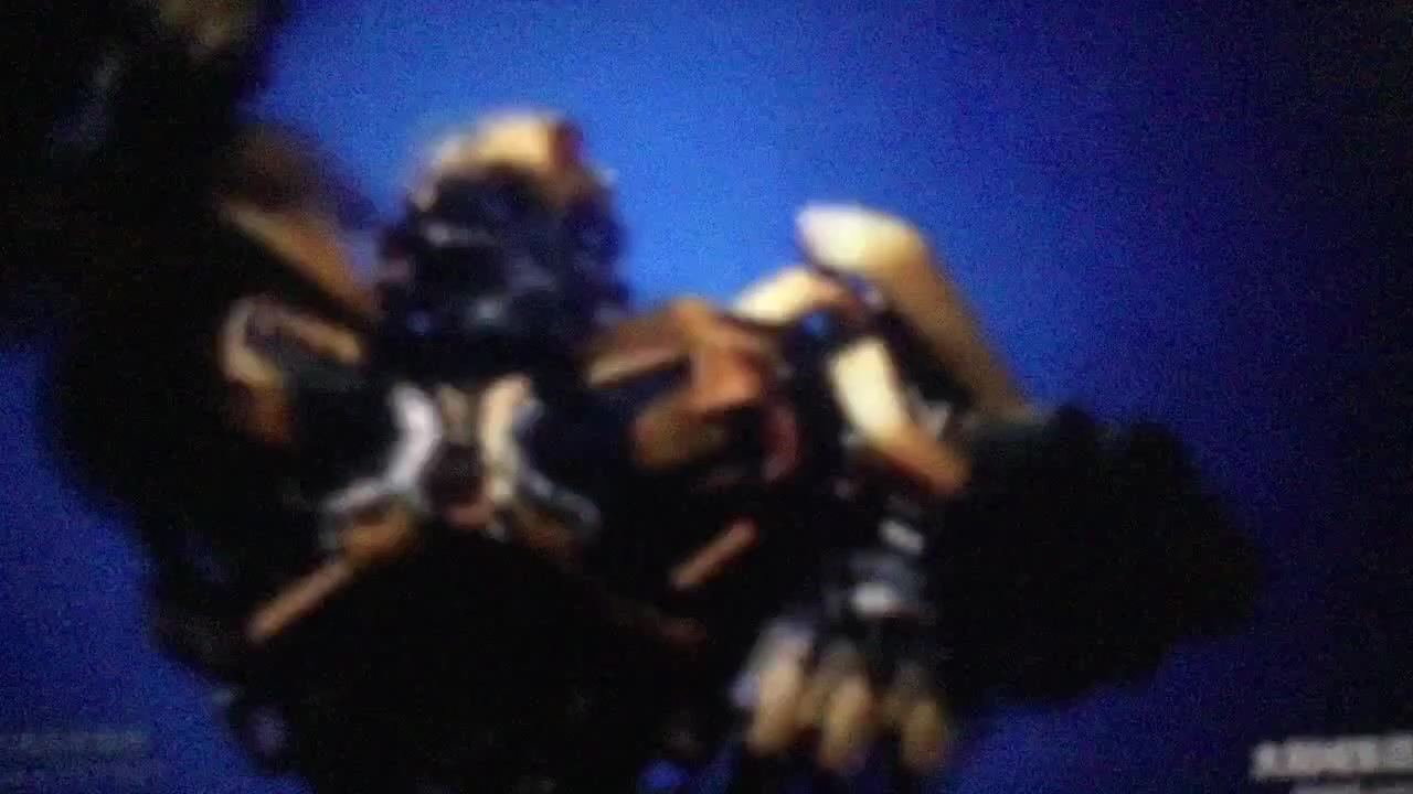 Bumblebee Dancing - Coub