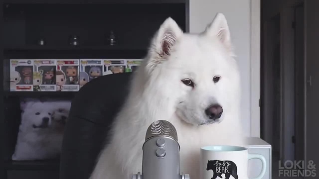 White Samoyed Reacts To Memes - Coub