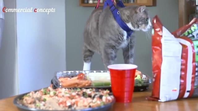 Cat Steals Doritos - Coub