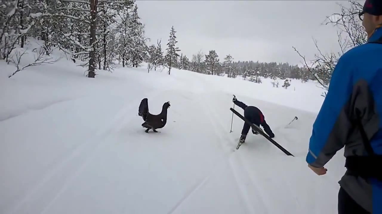 Thug life turkey - Coub - The Biggest Video Meme Platform