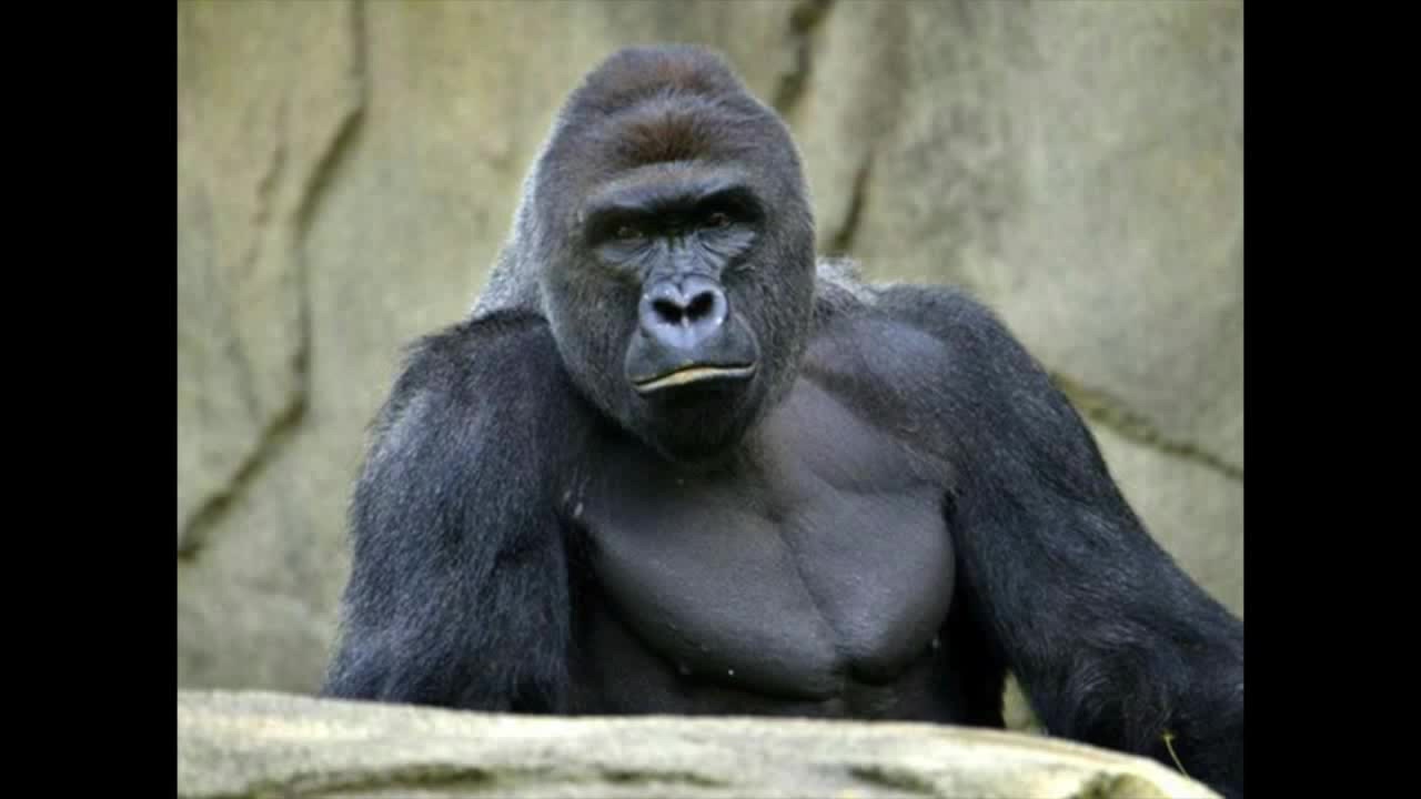 A TRUE FRIEND -- RIP HARAMBE (TRIBUTE SONG) - Coub