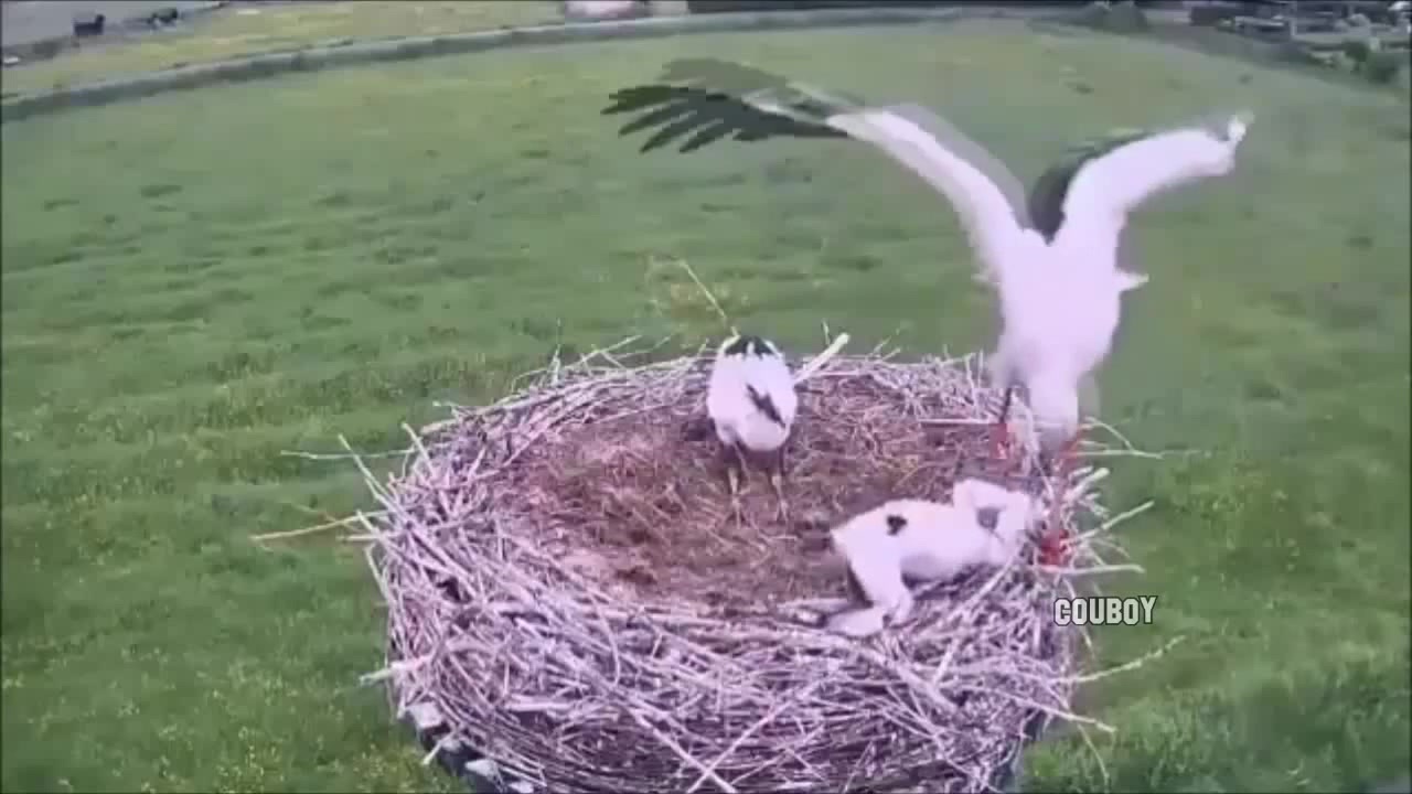 Sparta in the animal world - Coub