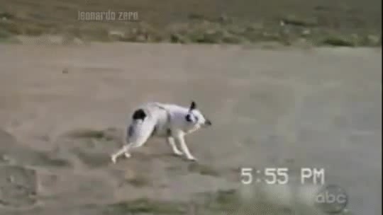 Regular Everyday - Coub