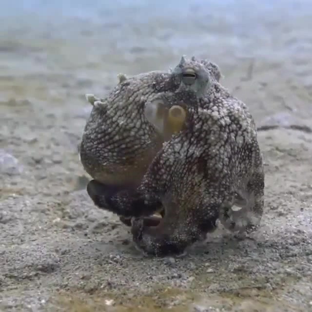 What a beautiful walking octopus 🐙 - Coub
