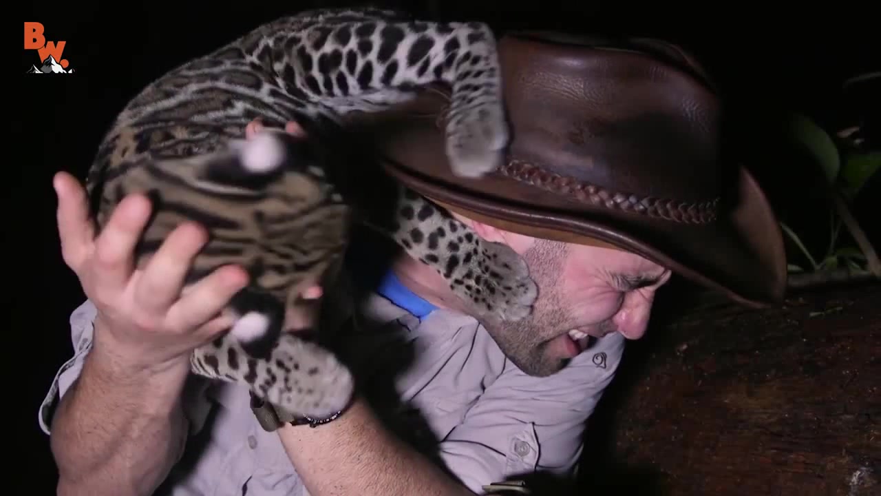 Ocelot ATTACK! - Coub