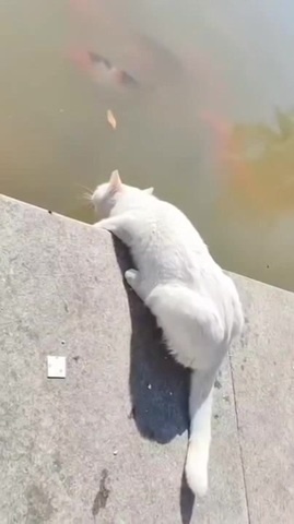 fish soup - Coub - The Biggest Video Meme Platform