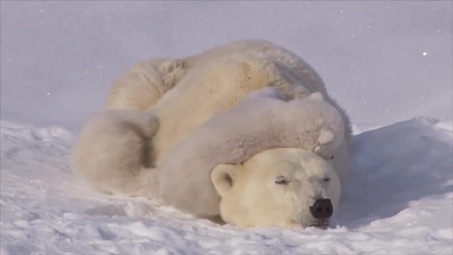 Cute polar bear cubs lovin' up their mamma - Coub