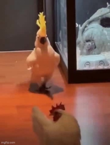 parrot and chicken - Coub