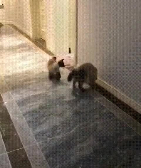 Freestyler Cat - Coub